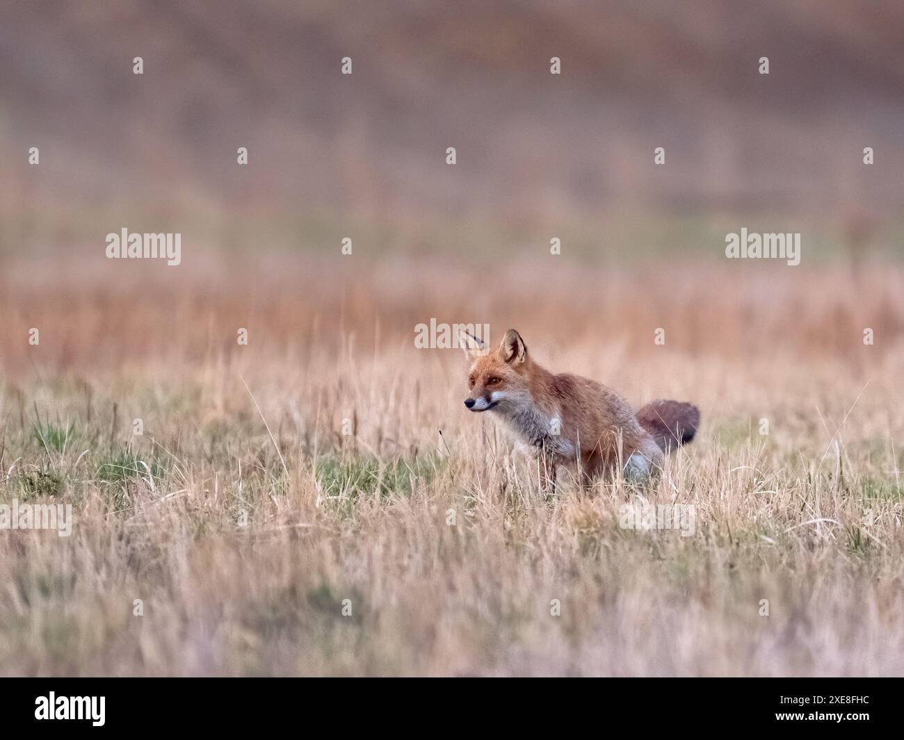 Fox on the green forest meadow. Red Fox hunting, Vulpes vulpes, wildlife scene from Europe Stock ...