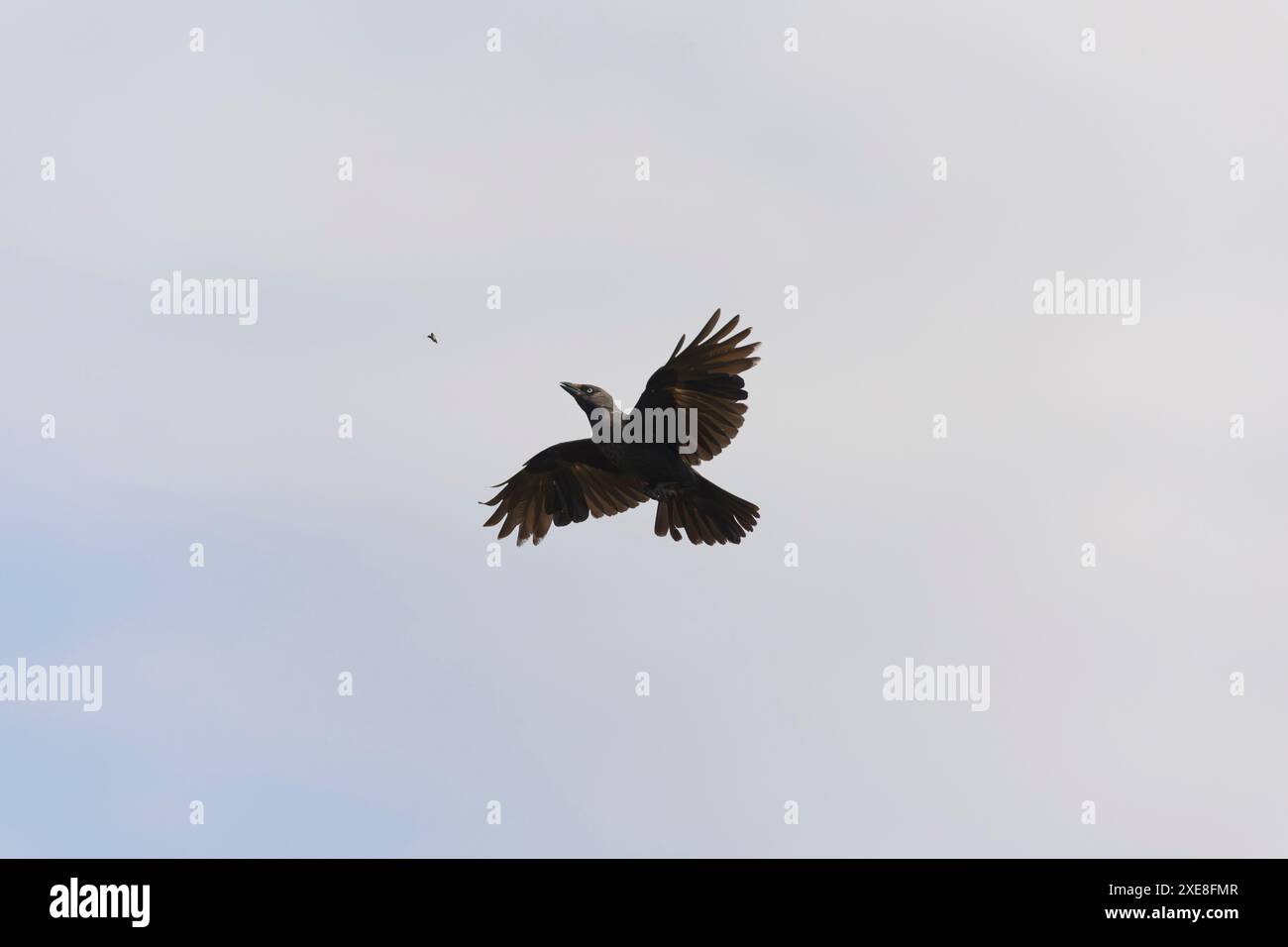 Eurasian jackdaw Corvus monedula, adult about to catch insect in flight ...