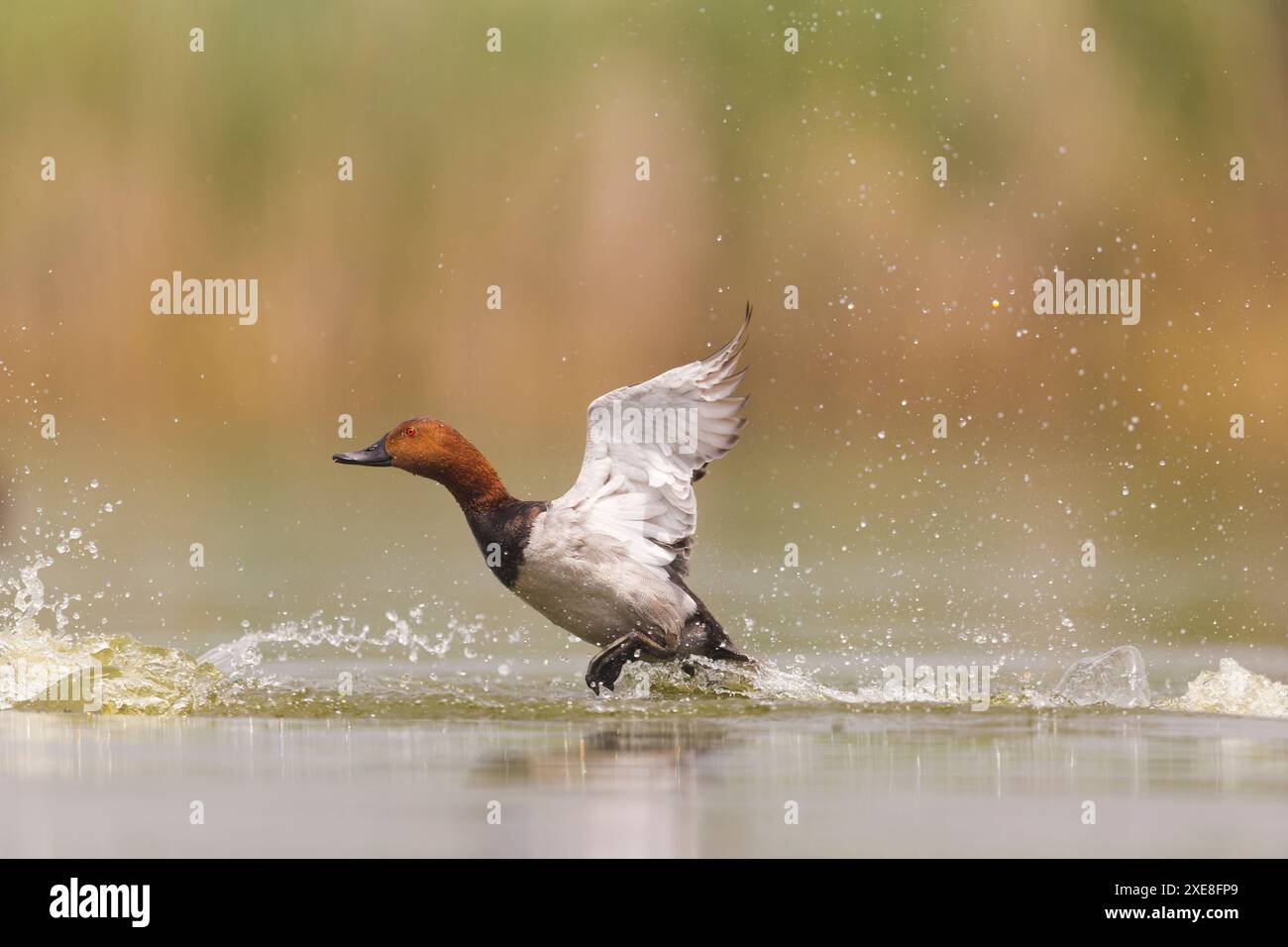 Common pochard Aythya ferina, adult male taking off from water ...