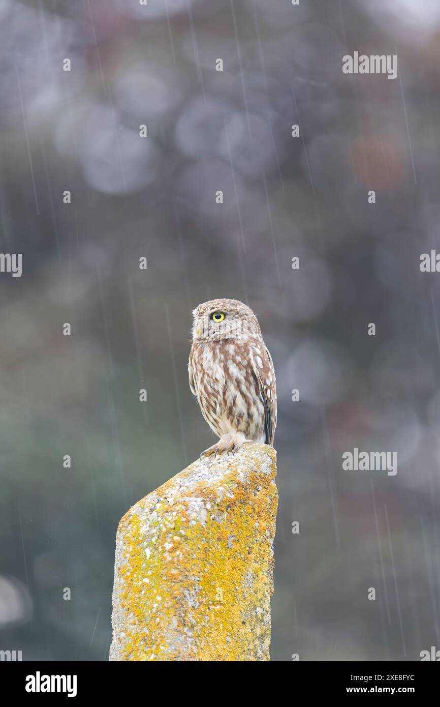 Little owl Athene noctua, adult perched on post during rain, Hortobagy ...