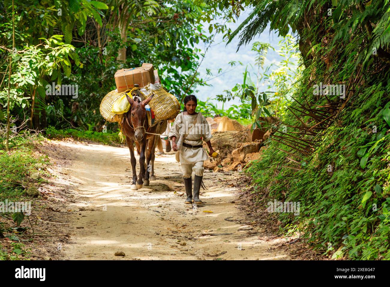 Indigenous Koguis man transport goods in the Sierra Nevada de Santa ...