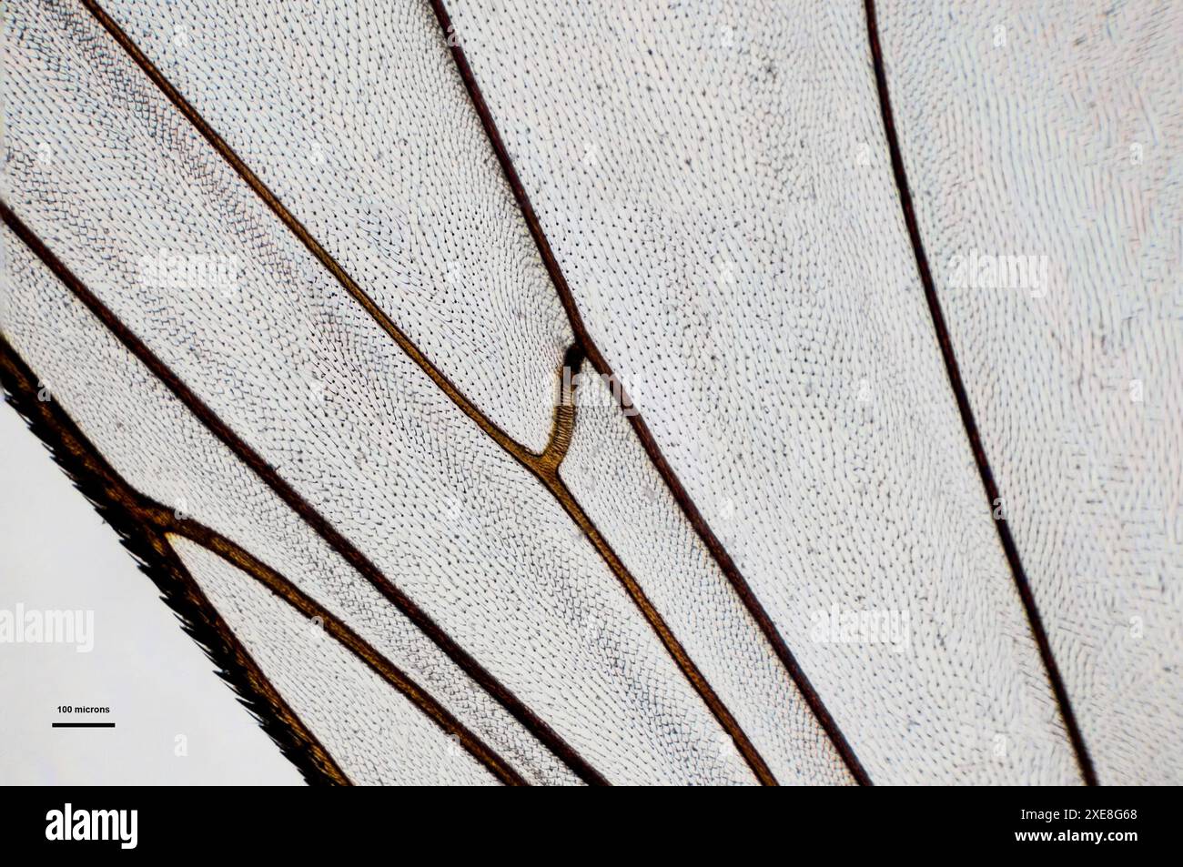 Close up of a wing of a housefly, taken at 10 times magnification under ...