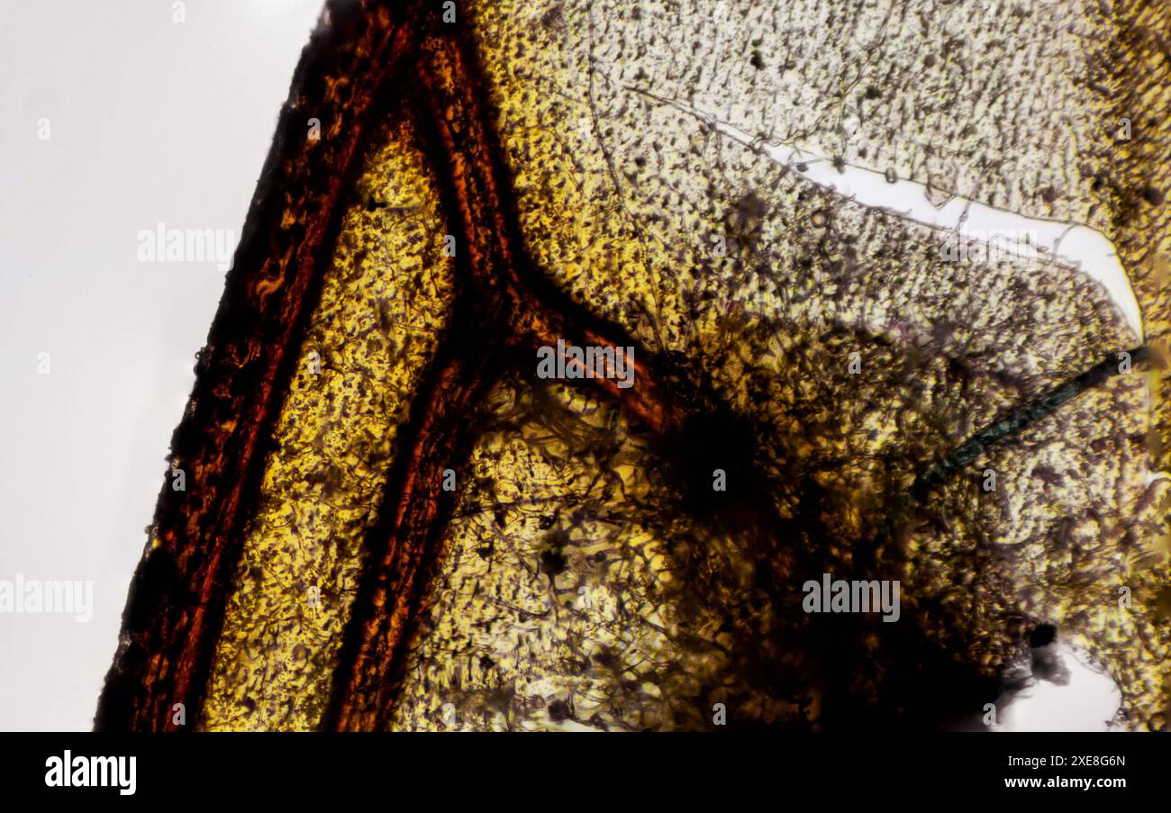 Close up of a wing of a bee, taken at 10 times magnification under a ...