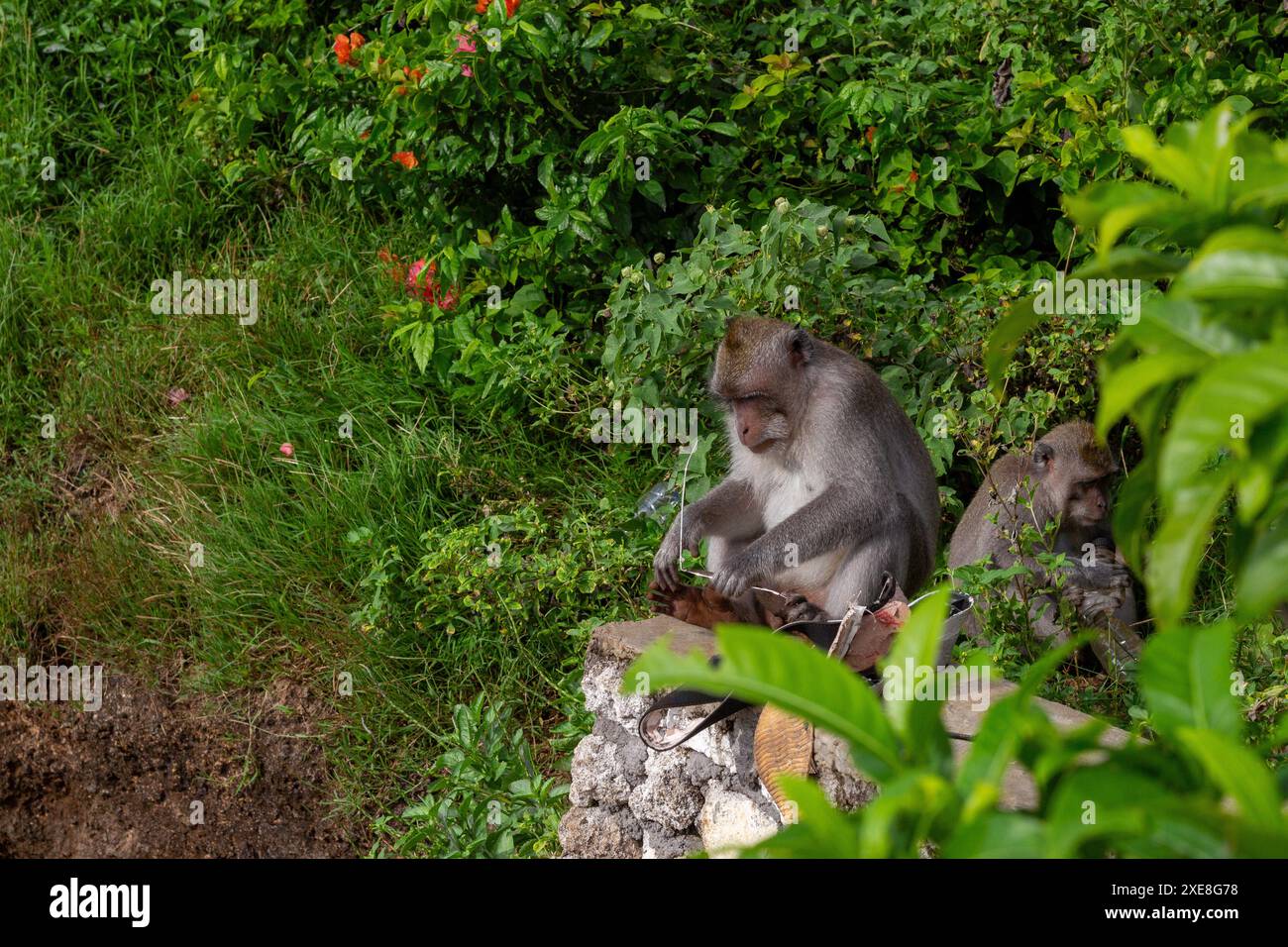Monkey at Uluwatu Temple, Balinese Hindu sea temple, in Uluwatu, Bali ...