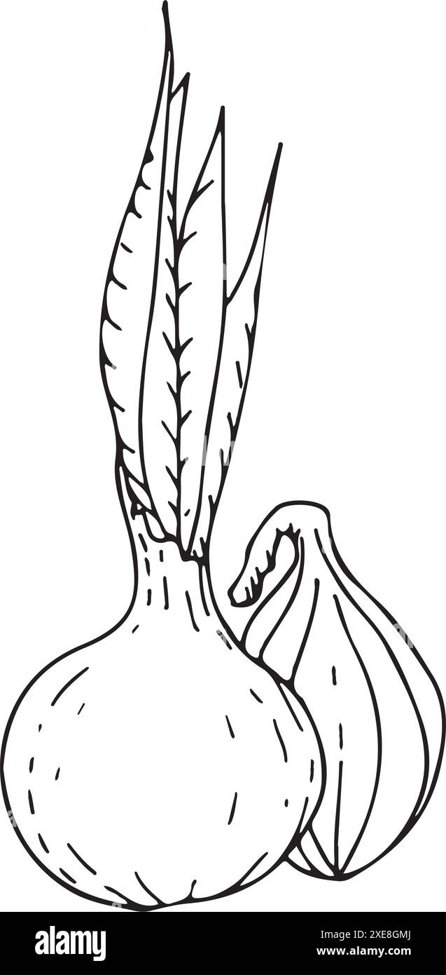 Onion sketch. Hand drawn Onion outline illustration. Black and white ...
