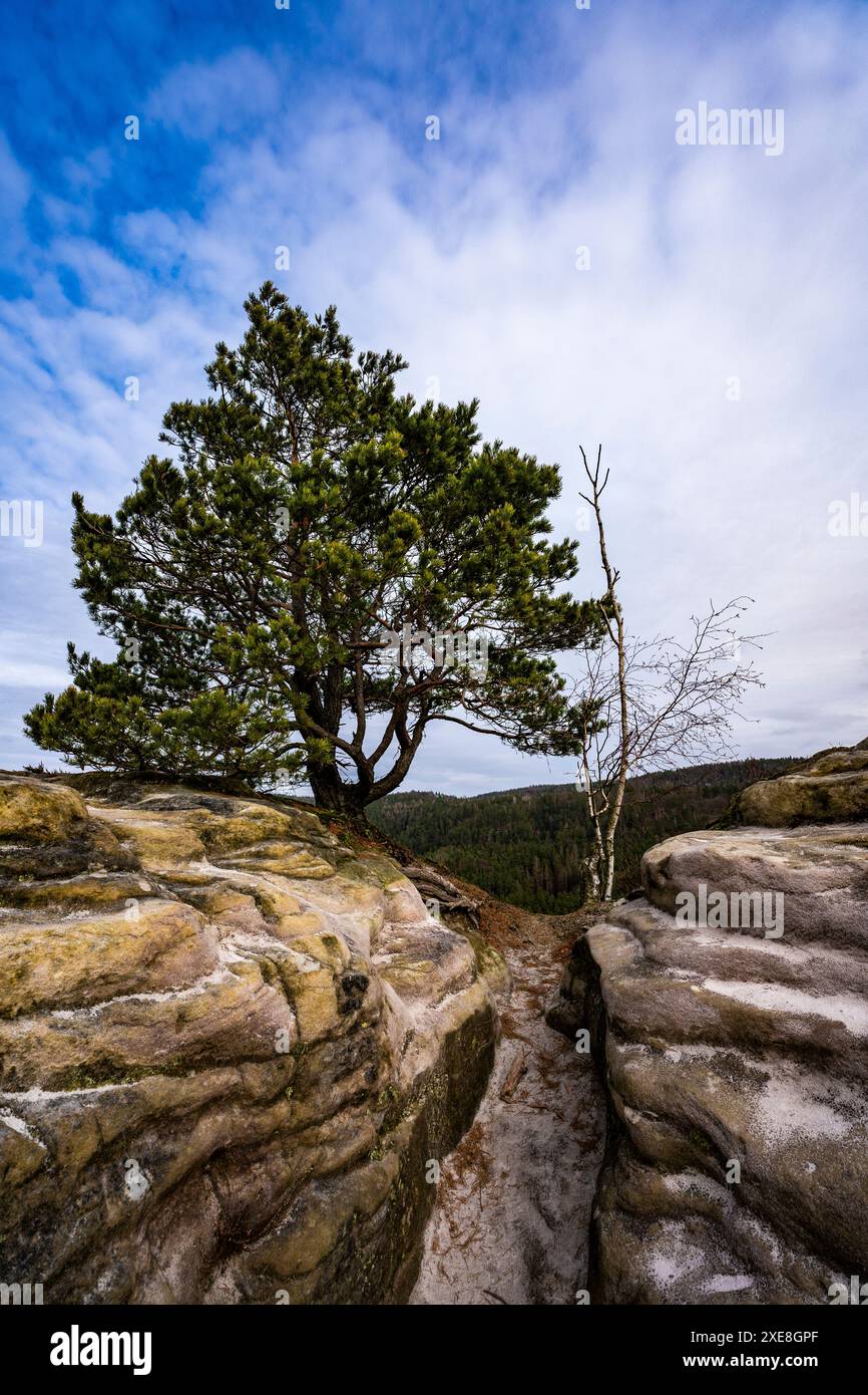 Rock peaks with pine trees in Saxon Switzerland 2 Stock Photo - Alamy