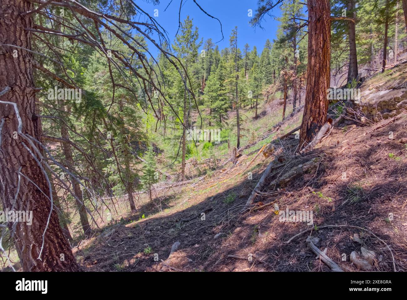 Bottom of Naji Ravine just south of Naji Point on the North Rim of ...