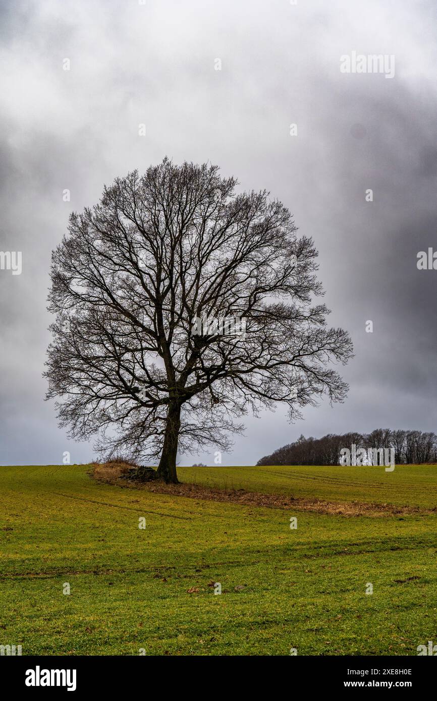 Solitary oak tree in Upper Lusatia 2 Stock Photo - Alamy