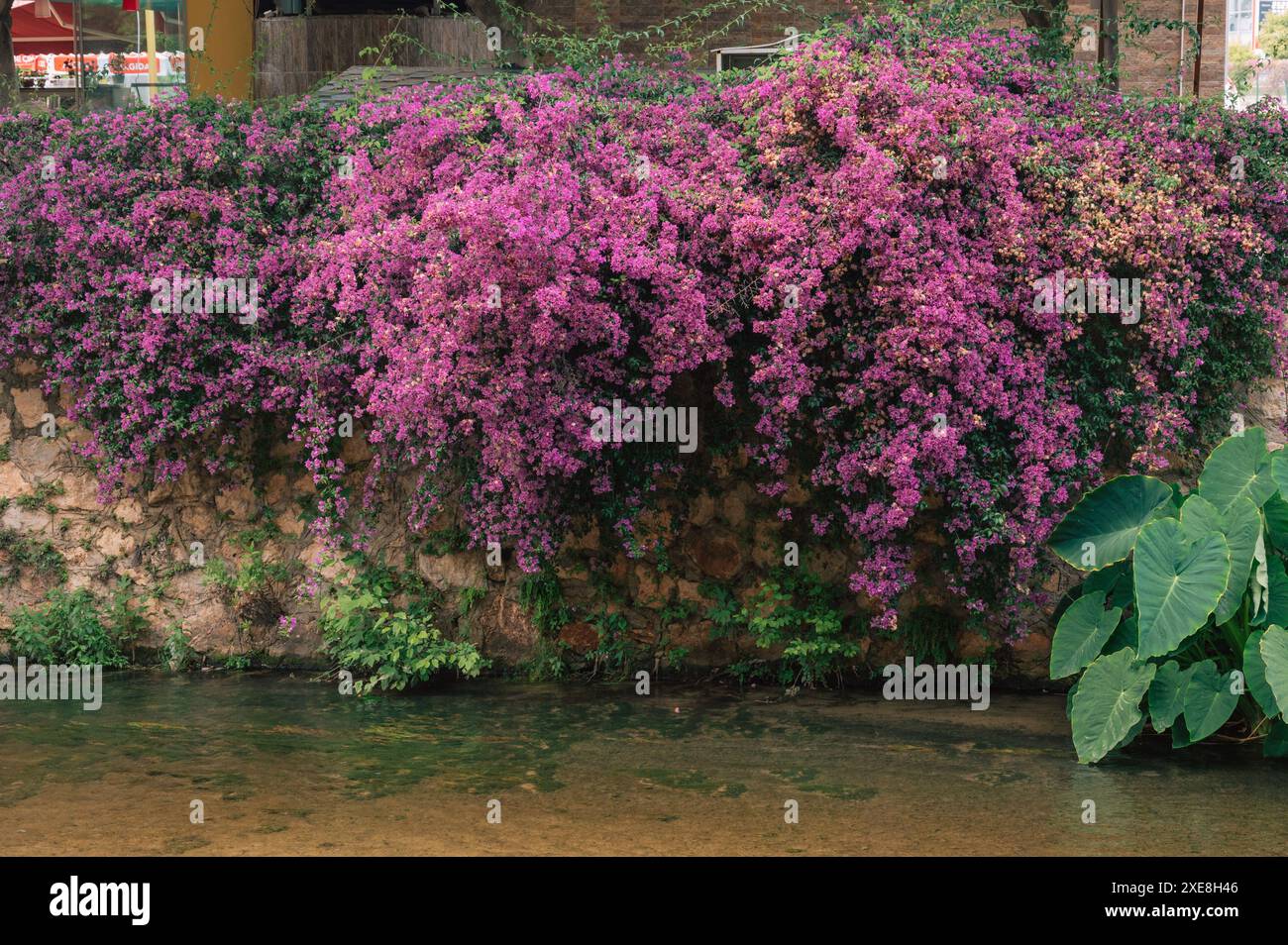 Summer blooming oleander flowers in residential area on Alanya street ...
