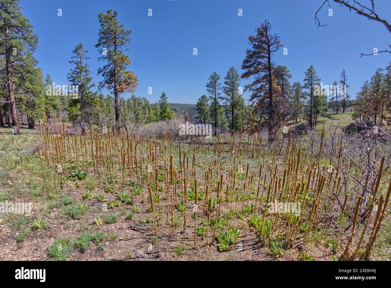 A weed that resembles Cattails near Naji Point on the North Rim of ...