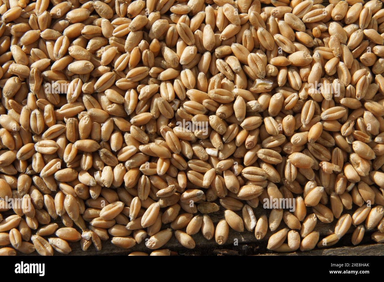 Triticum vulgare, wheat Stock Photo - Alamy