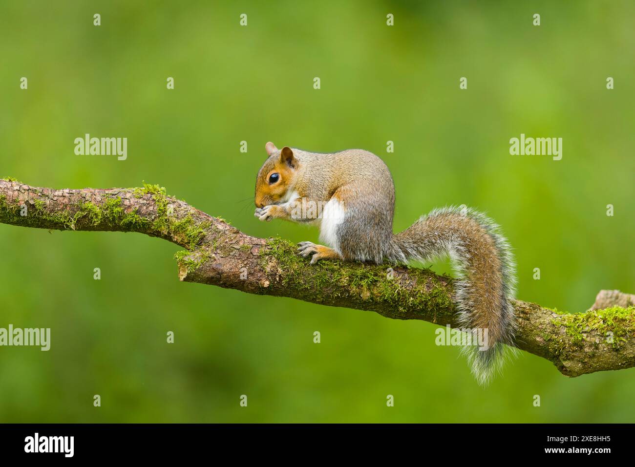 Eastern grey squirrel Sciurus carolinensis, introduced species, adult ...