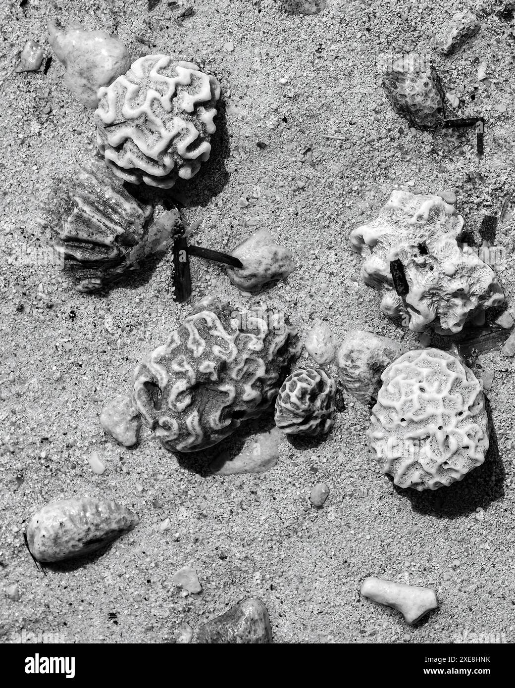 Calcified coral washed up onto the shore on Grand Cayman Island in the ...