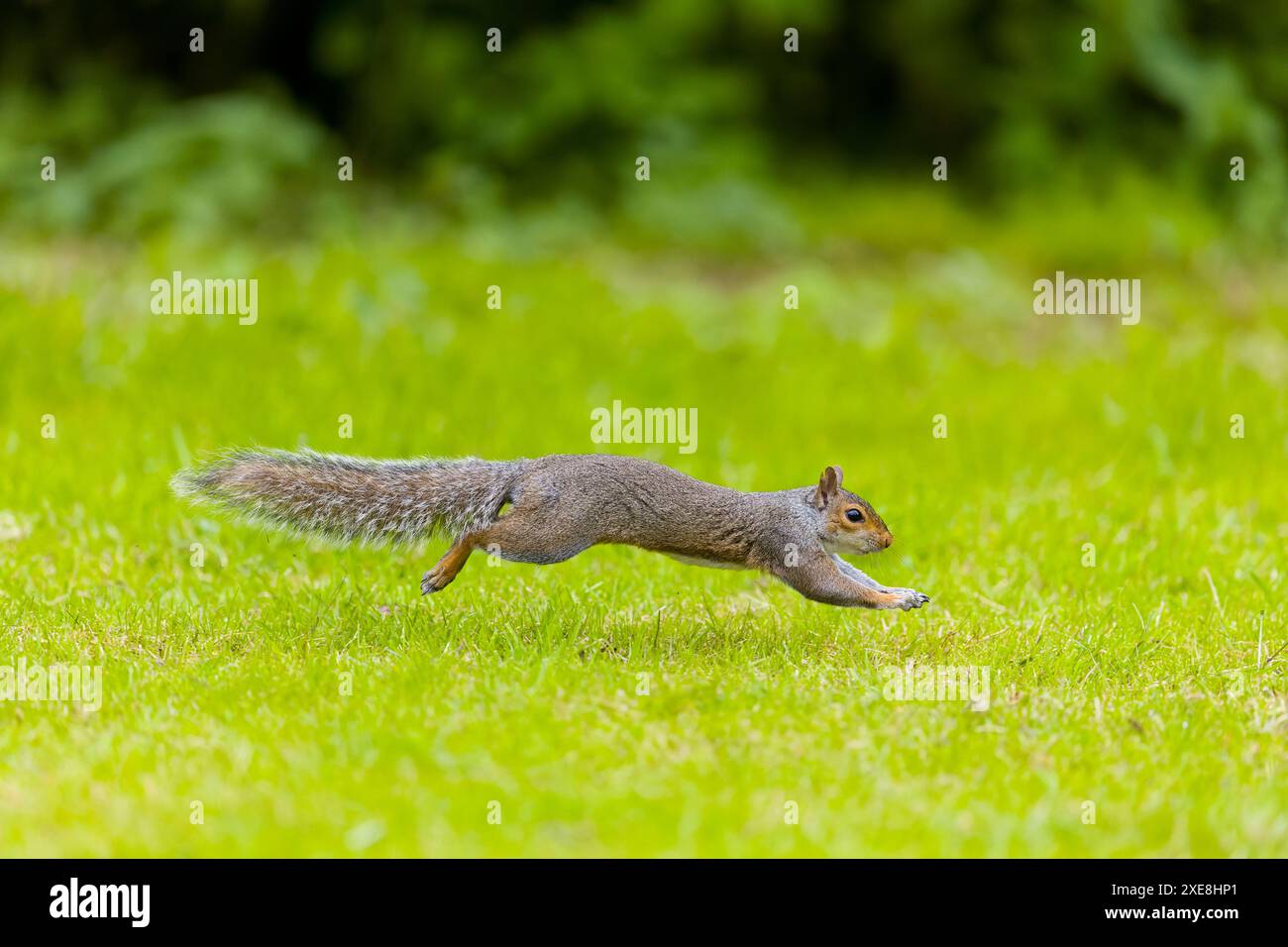 Eastern grey squirrel Sciurus carolinensis, introduced species, adult ...