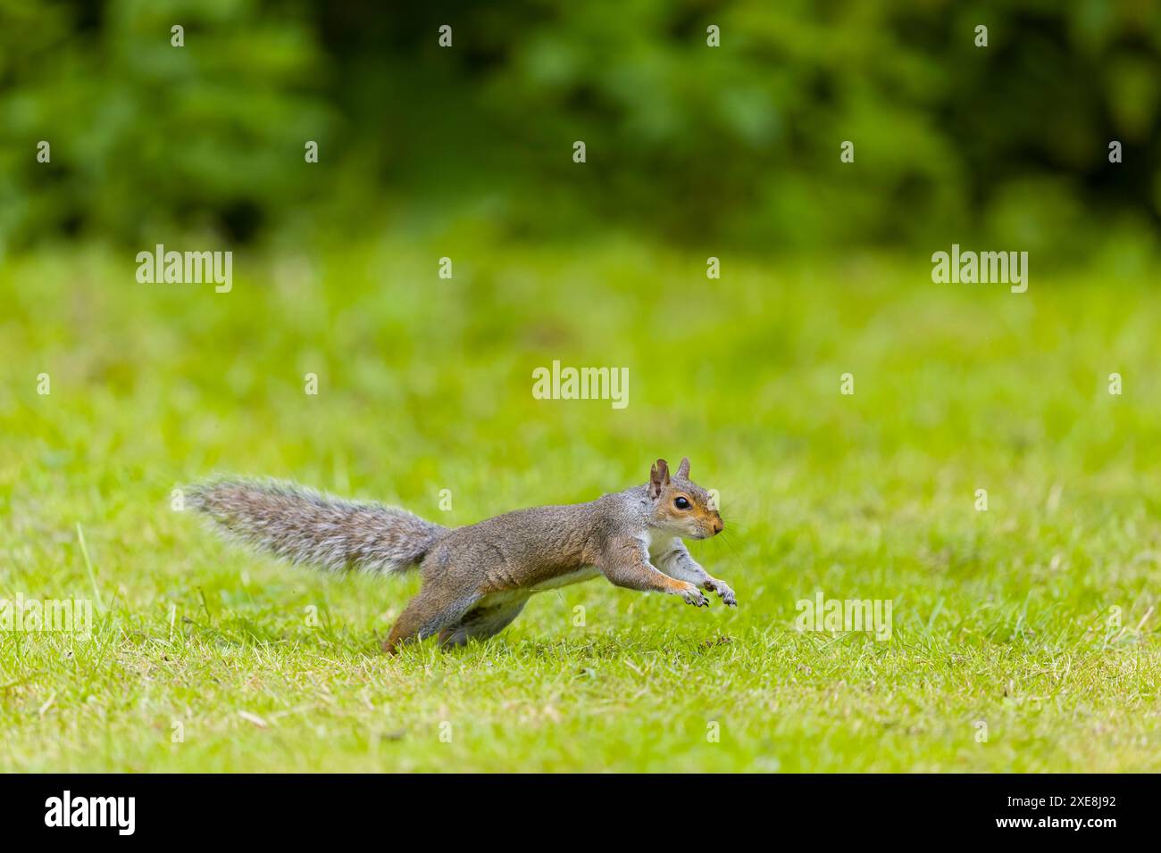 Eastern grey squirrel Sciurus carolinensis, introduced species, adult ...