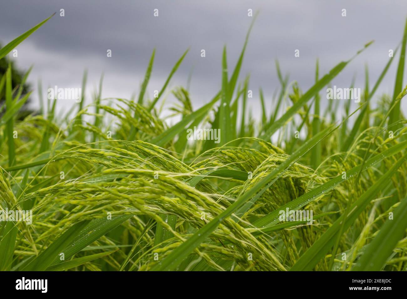 Wide and close view of green grass of rice fields on a rainy day in ...