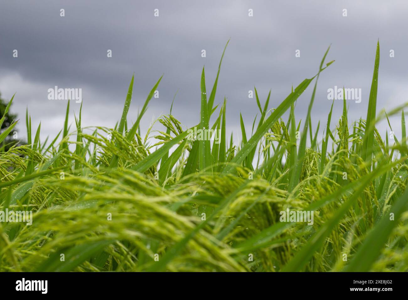 Wide and close view of green grass of rice fields on a rainy day in ...