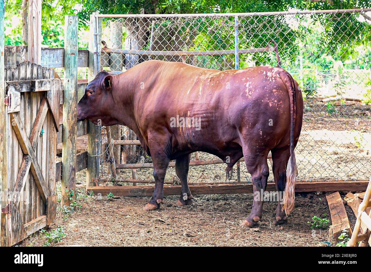 Jamaica Red bull in with a skin condition across his back and haunches ...