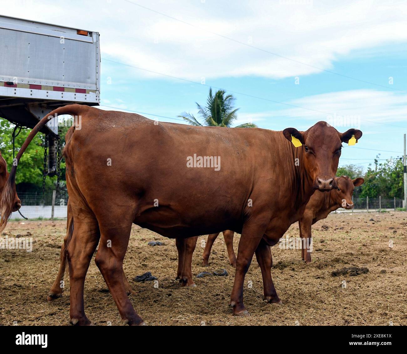 Jamaican red cattle hi-res stock photography and images - Alamy