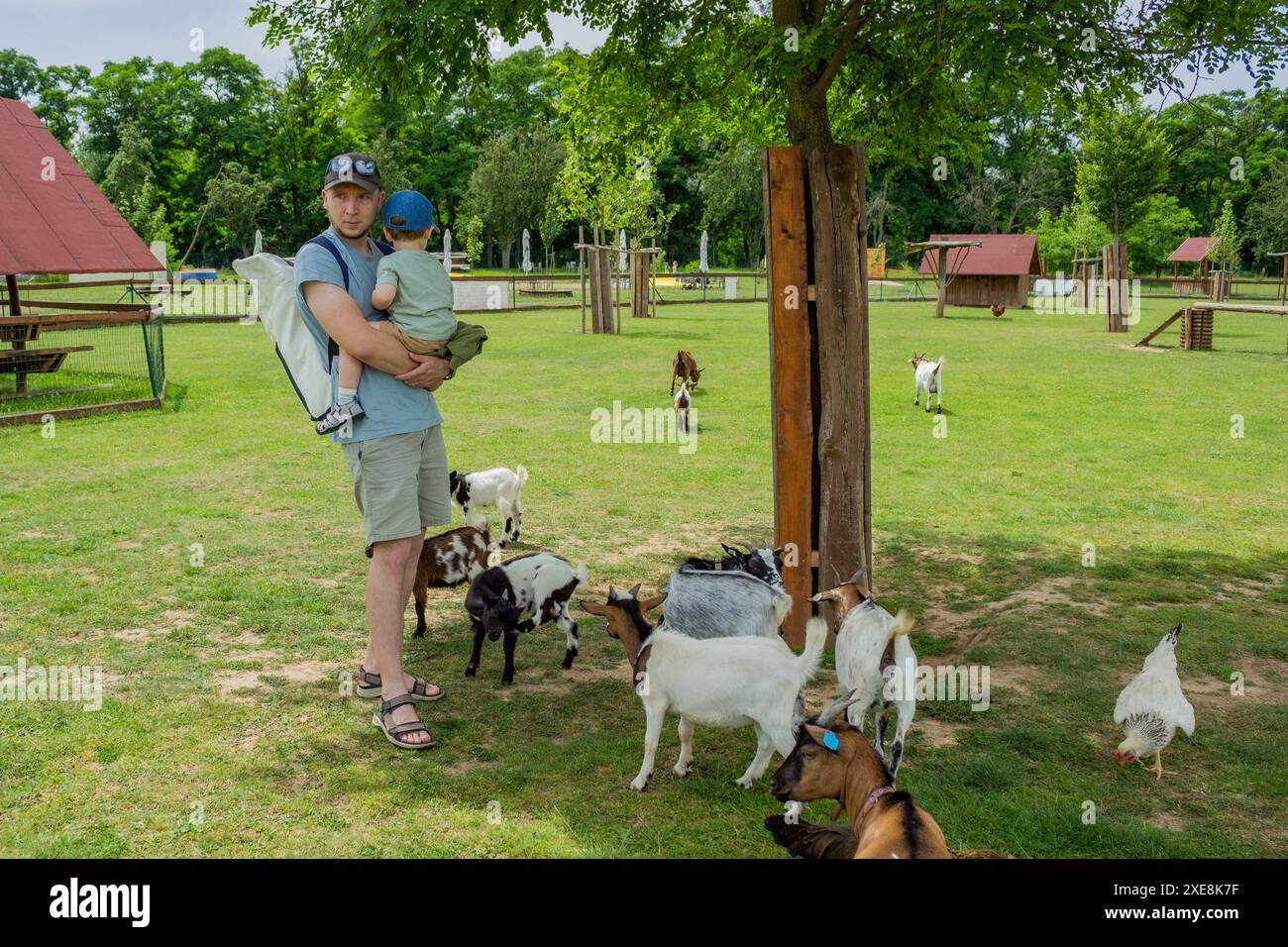 Dad and child interact with goats and hens at the zoo. Contact rural ...