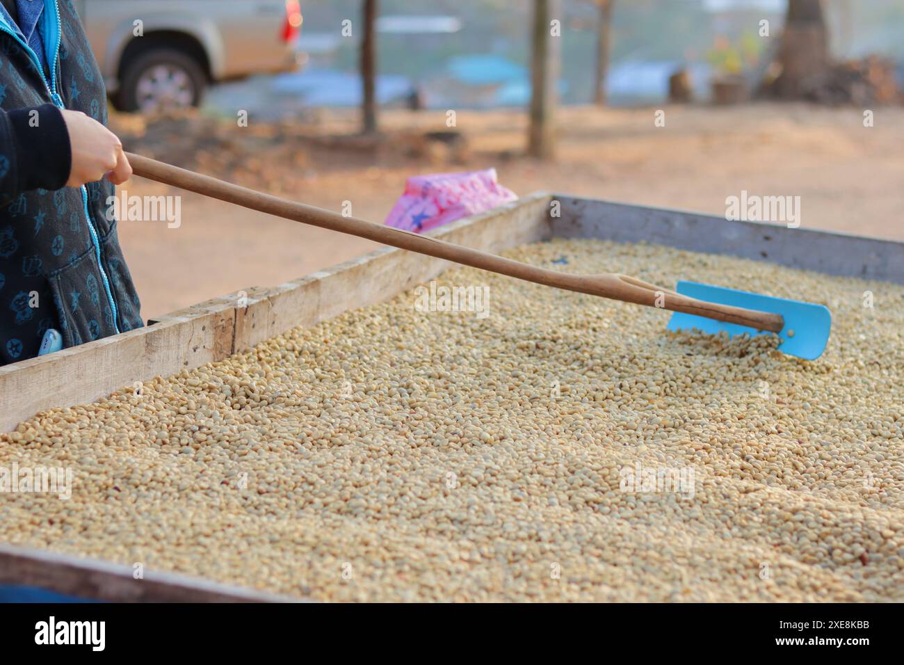 Farmers harvest coffee beans and dry them in the sun to reduce moisture ...