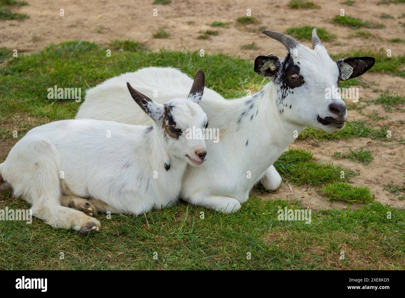 a little white goat lying on the ground near his mom Stock Photo - Alamy