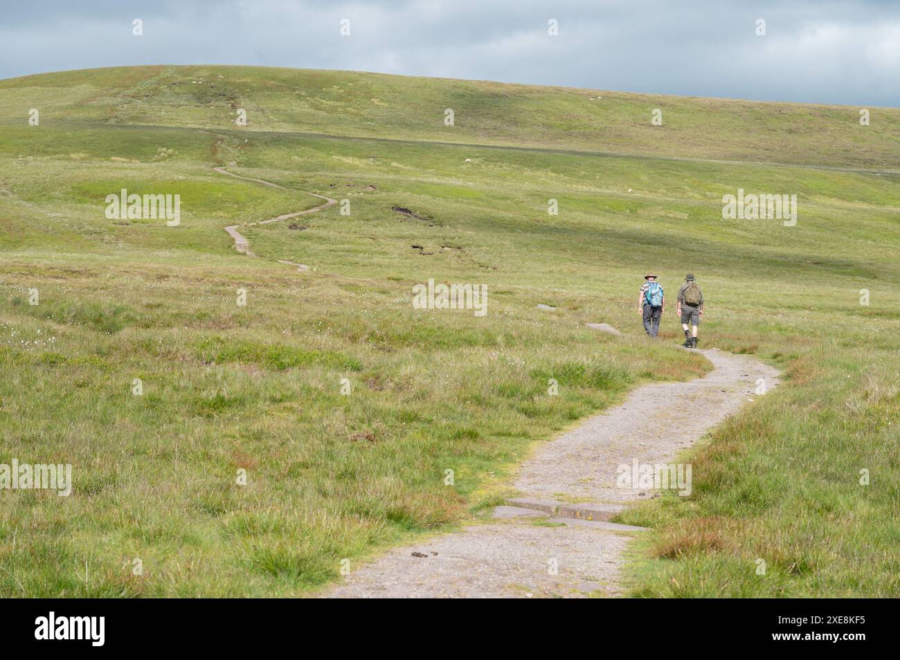 Made up path to Waun Fach, Black Mountains, Powys, UK Stock Photo - Alamy