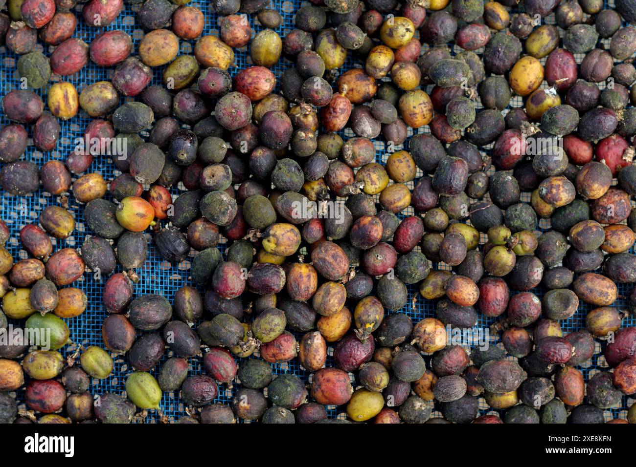 Farmers harvest coffee beans and dry them in the sun to reduce moisture ...