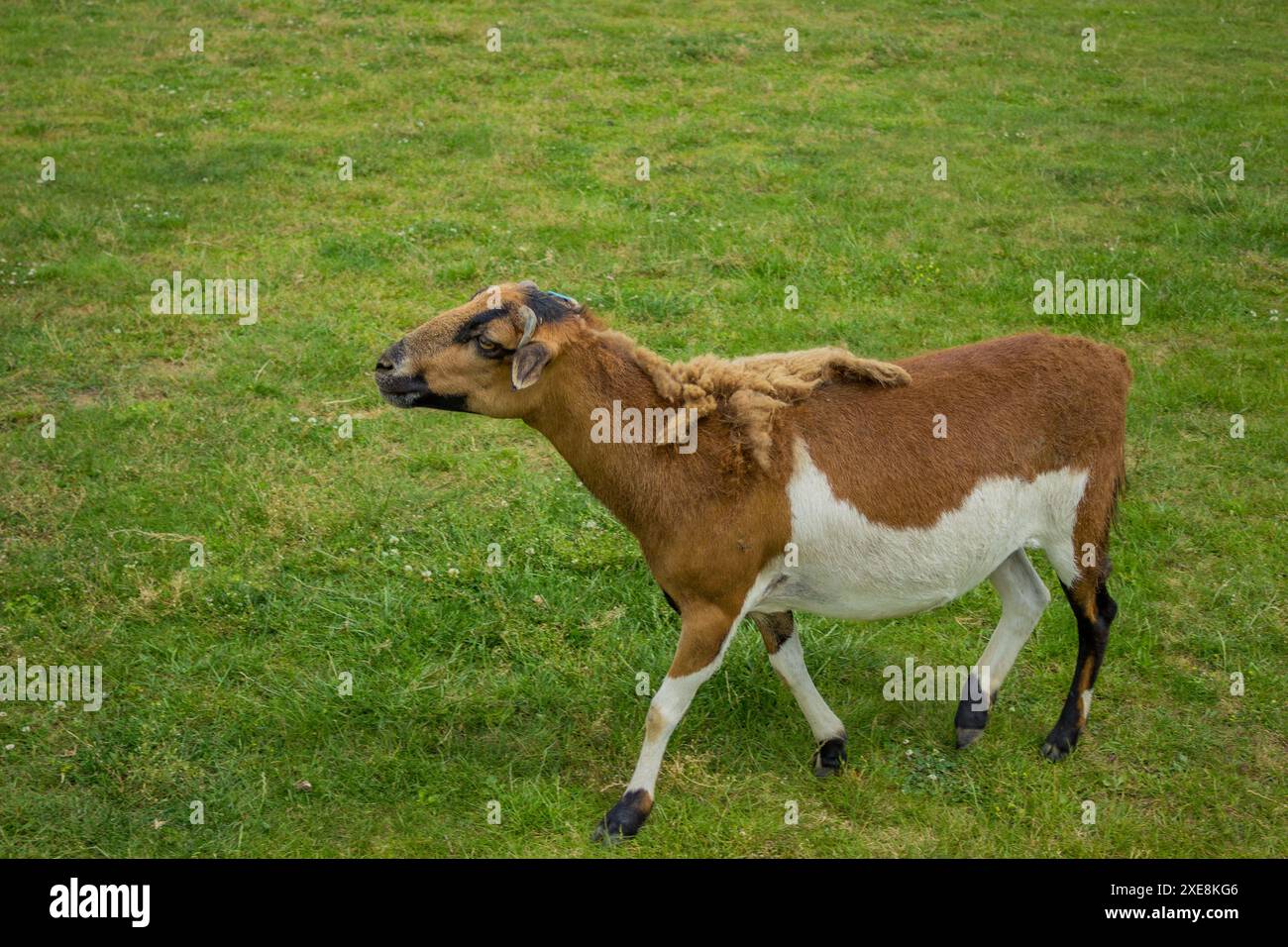 Sheep domba after shearing. Sheep's fleece becomes damp due to wet air ...