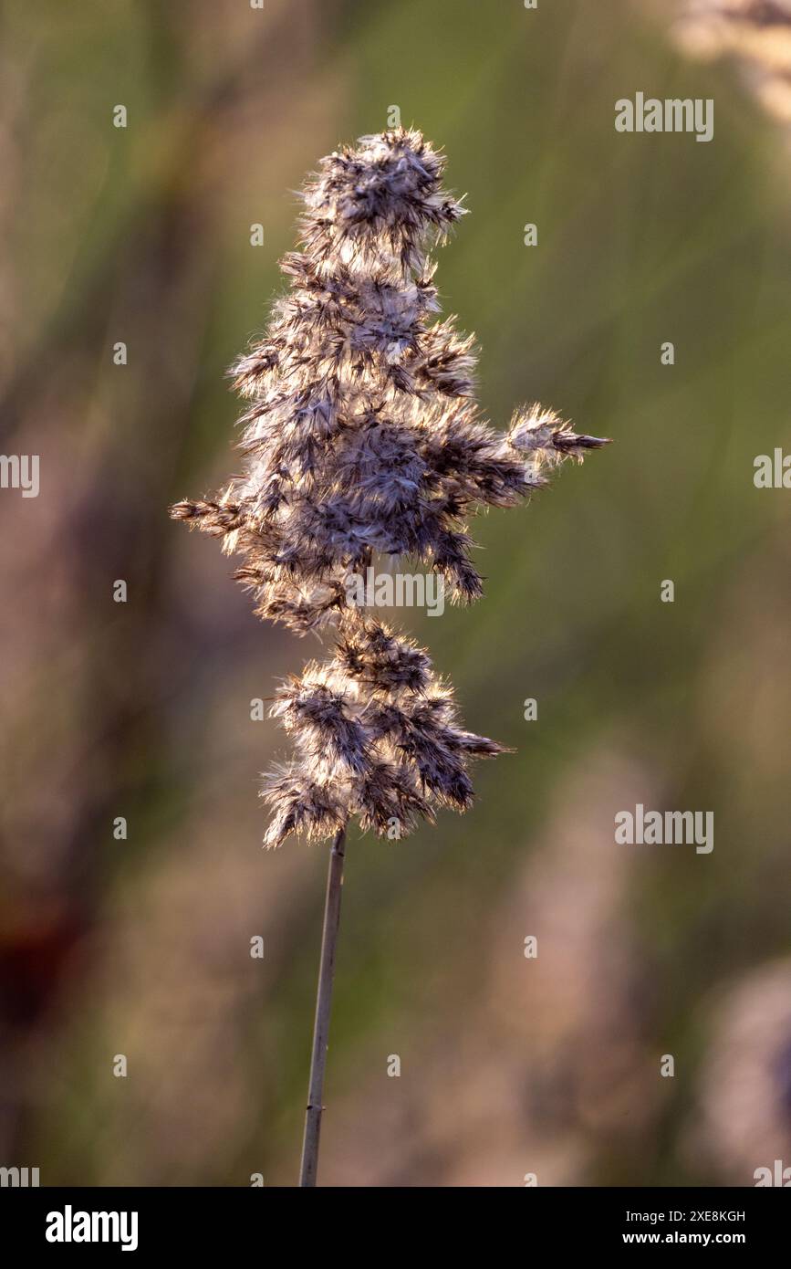 Close up head common hi-res stock photography and images - Alamy