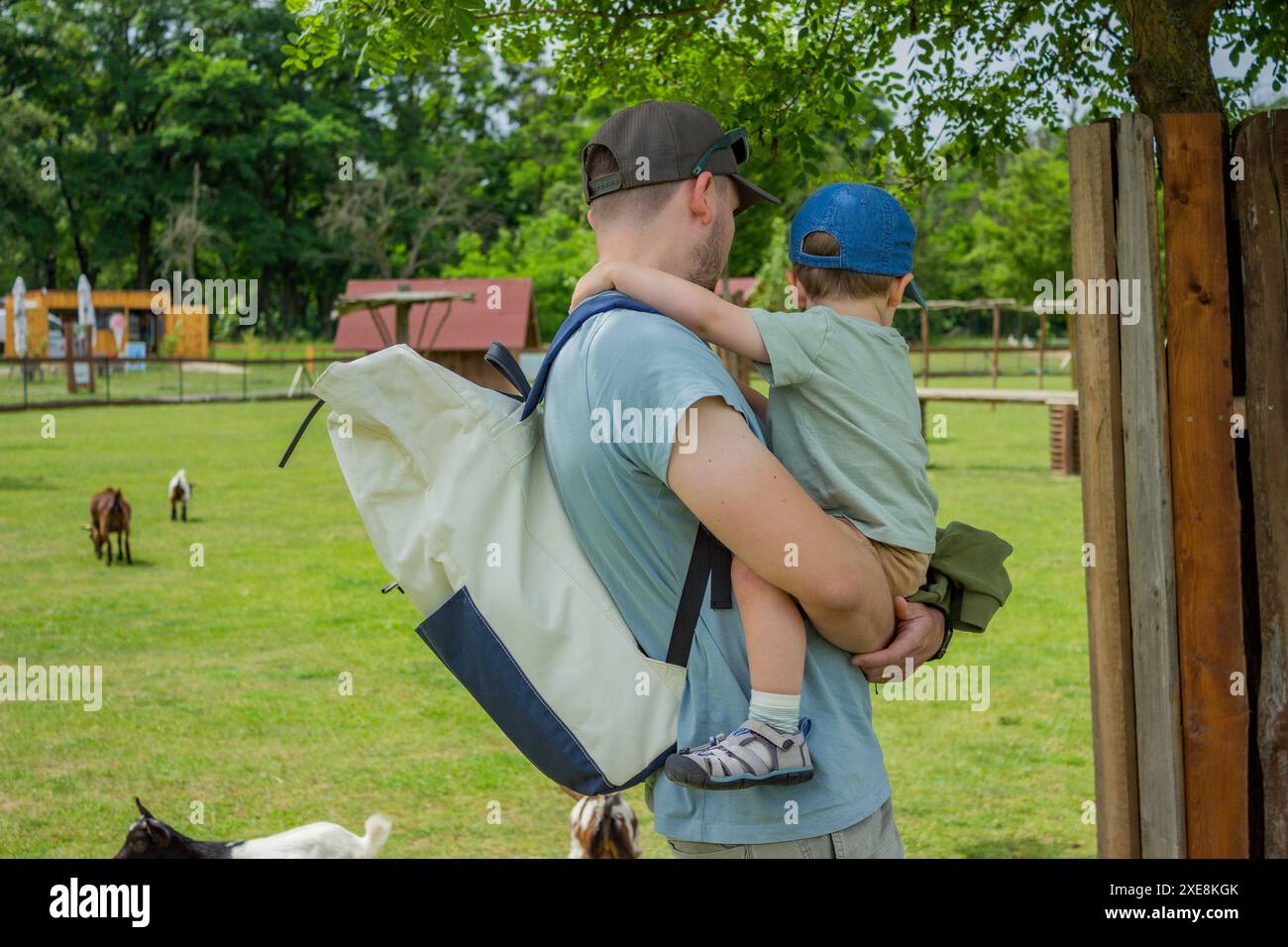 Dad and child interact with goats and hens at the zoo. Contact rural ...