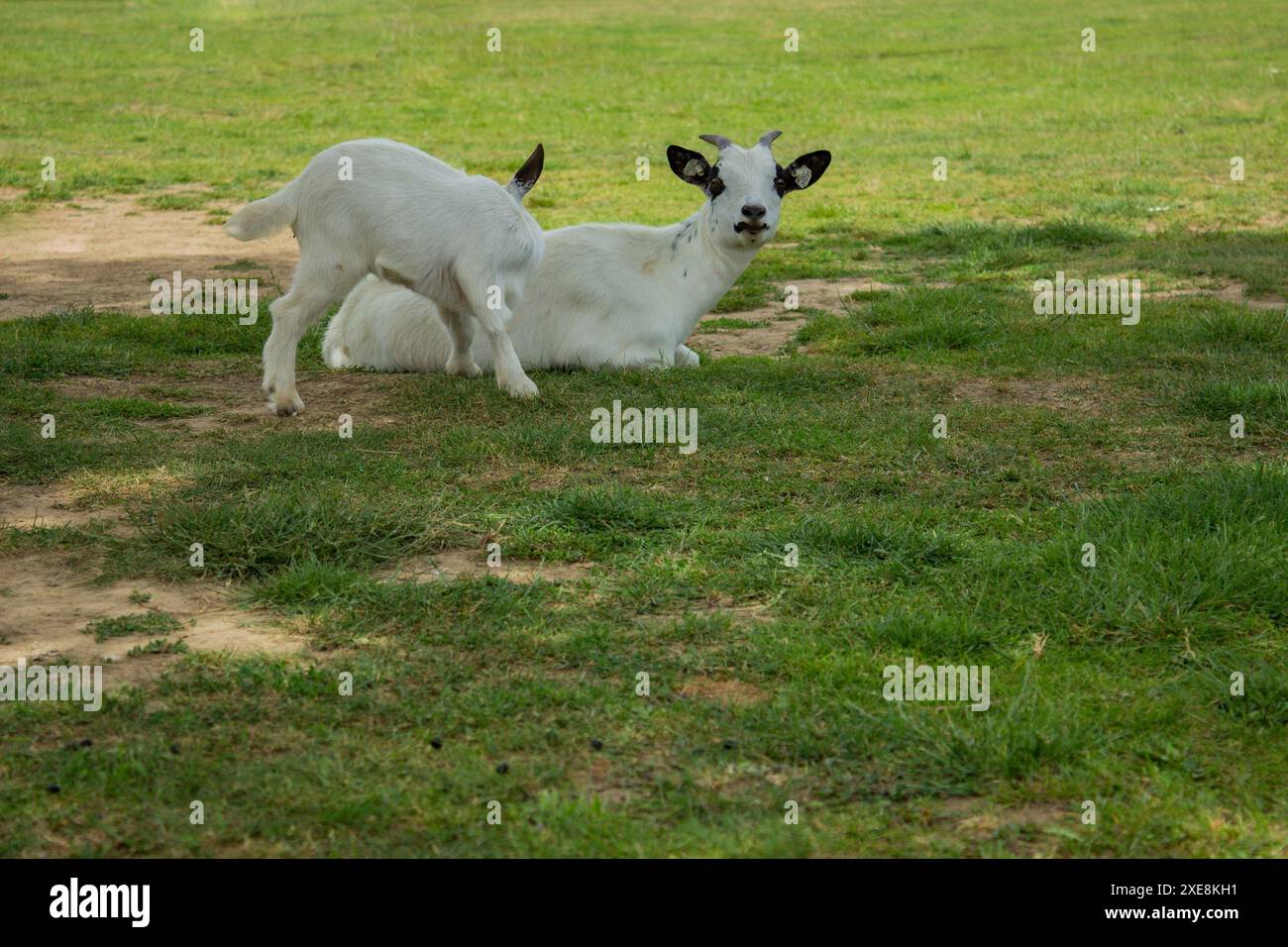 a little white goat lying on the ground near his mom Stock Photo - Alamy