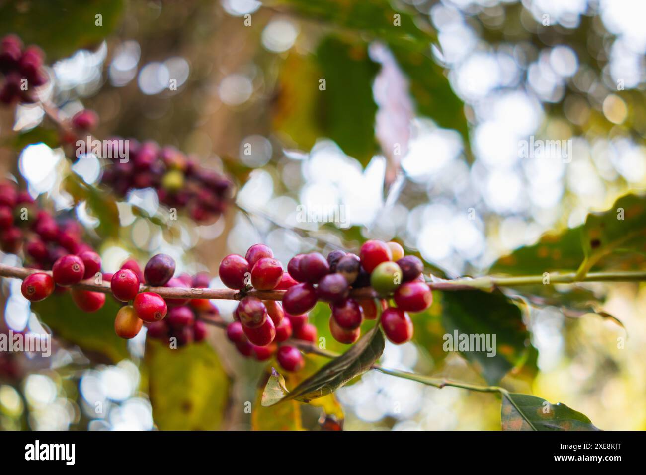 The coffee trees at the research center are producing a large amount of ...