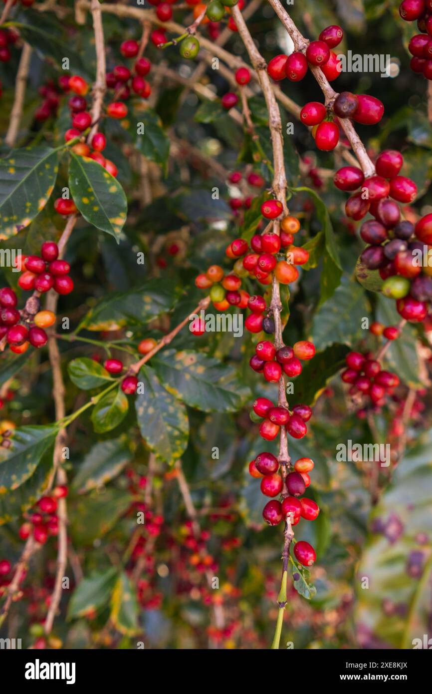 The coffee trees at the research center are producing a large amount of ...