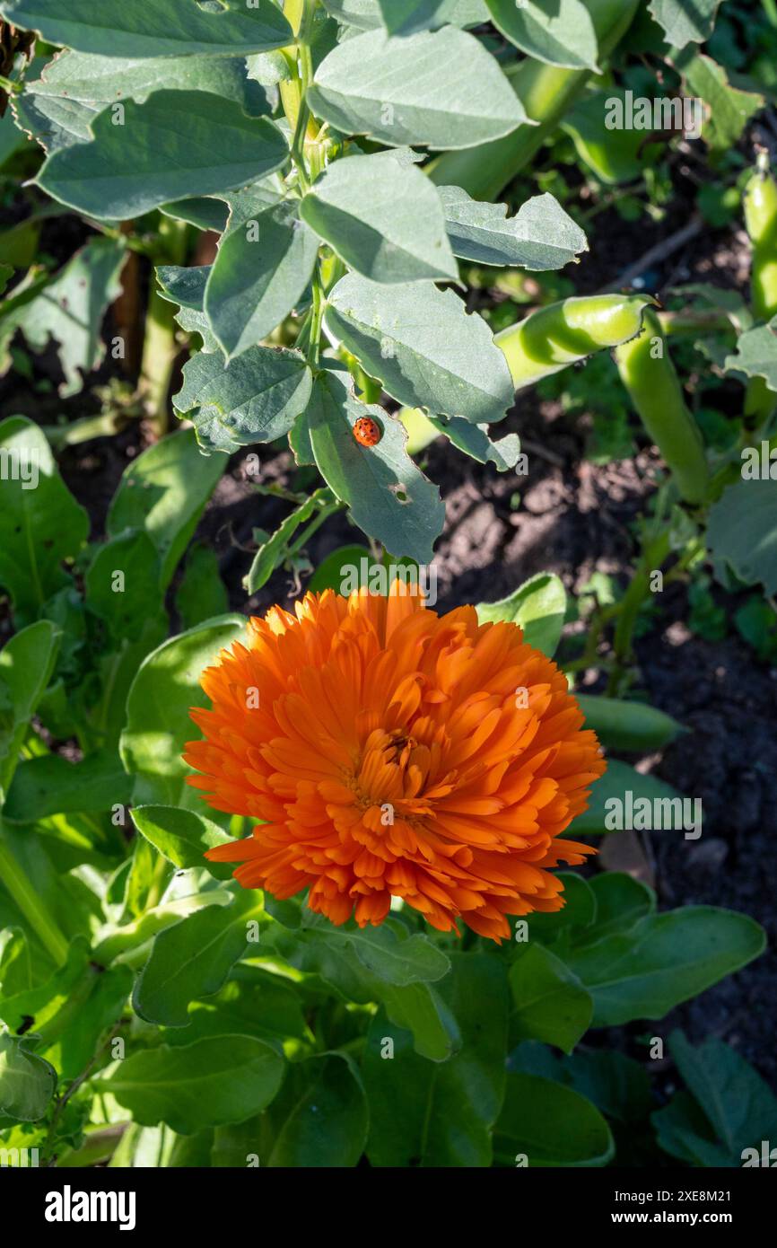 Companion planting of calendula officinalis among spring sown Express ...