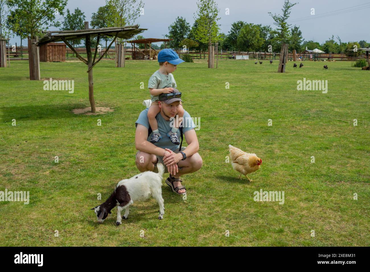 Dad and child interact with goats and hens at the zoo. Contact rural ...