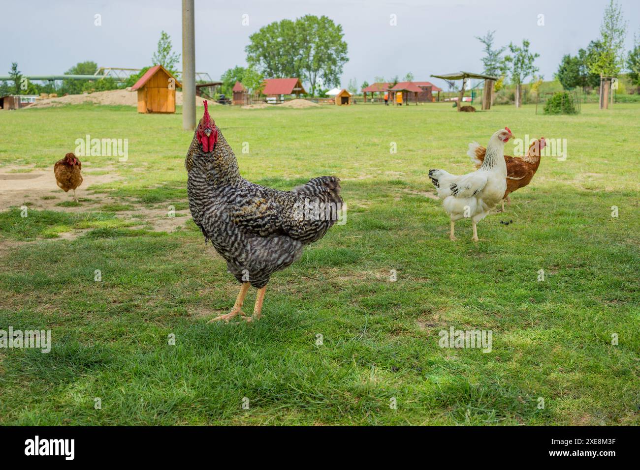 Brown hen standing in a garden Stock Photo - Alamy