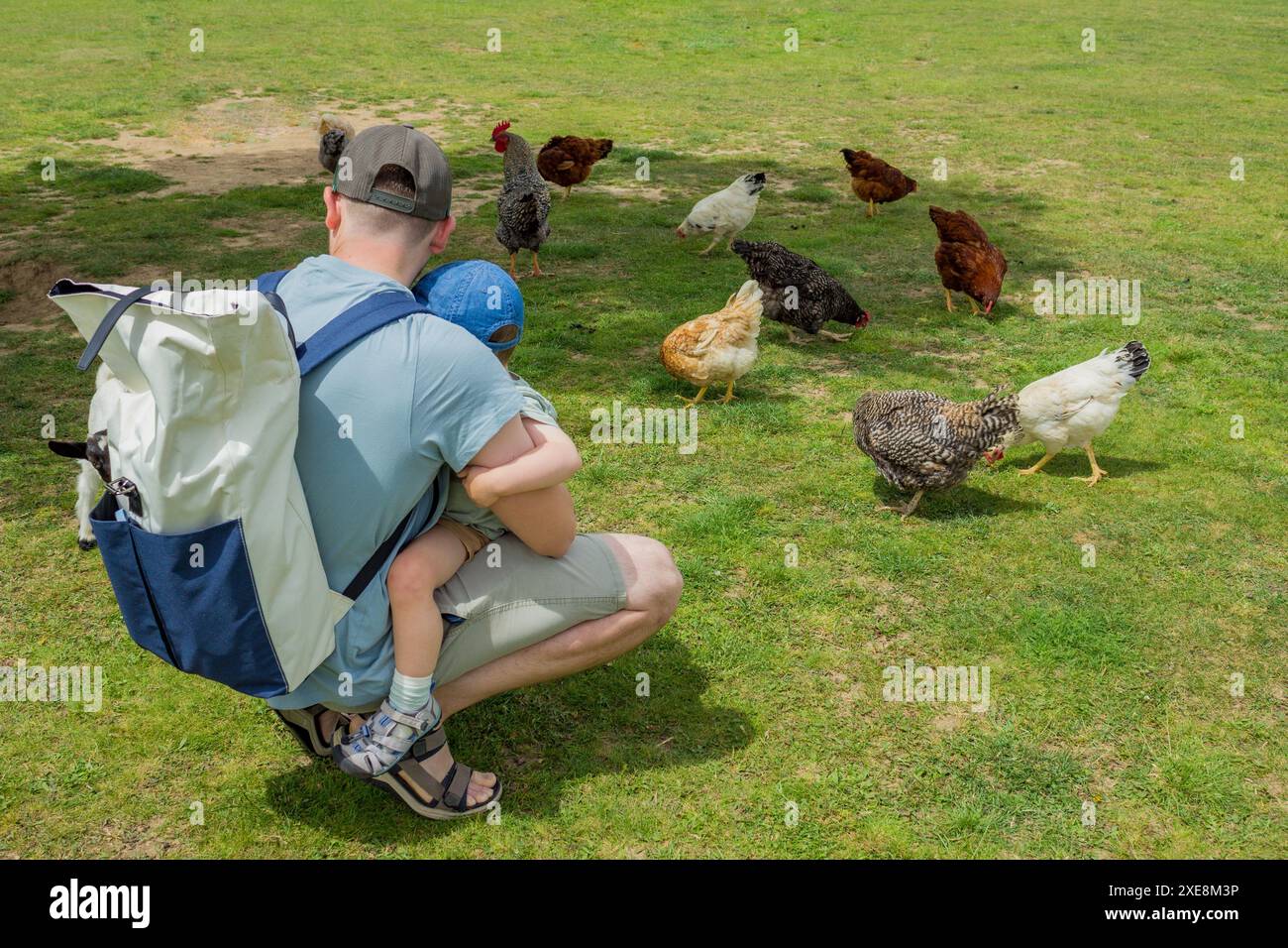 Dad and child interact with goats and hens at the zoo. Contact rural ...