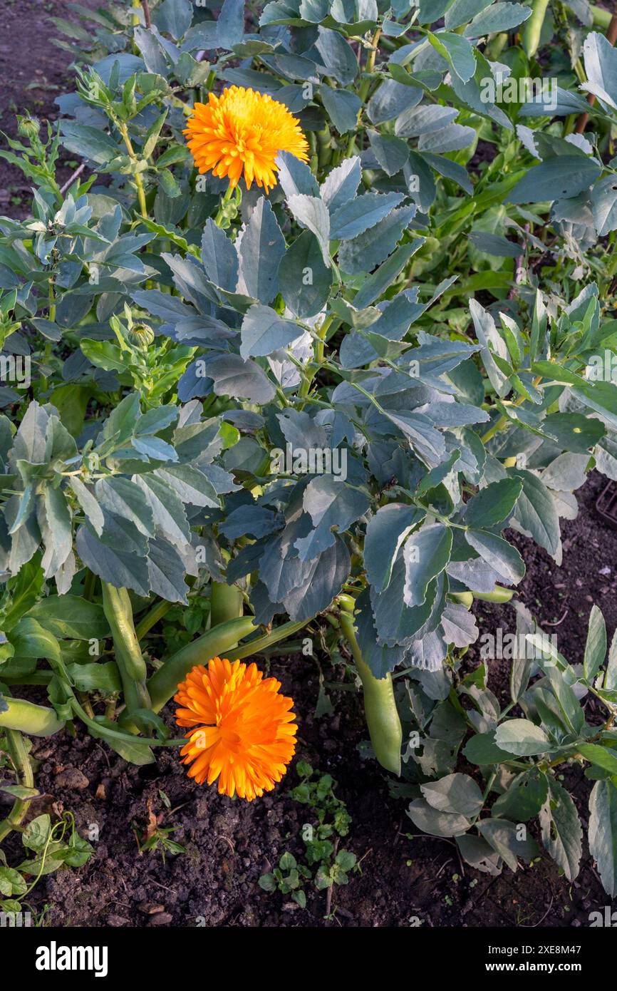 Companion planting of calendula officinalis among spring sown Express ...