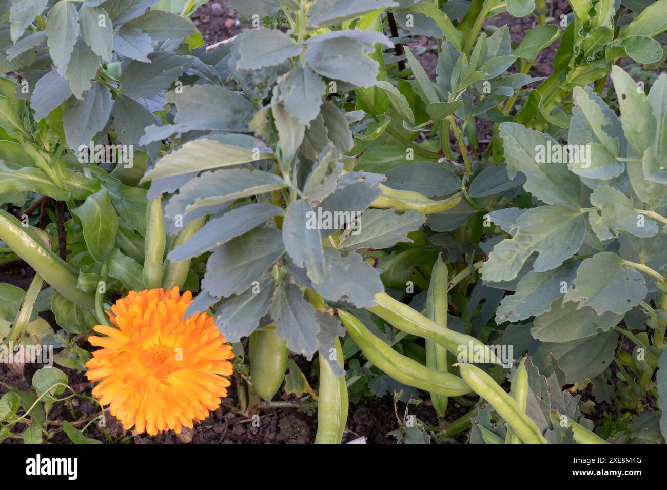 Companion planting of calendula officinalis among spring sown Express ...