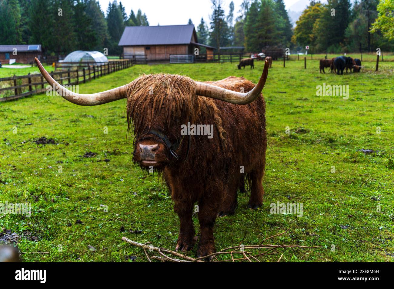 Highland cow with long hair Stock Photo - Alamy