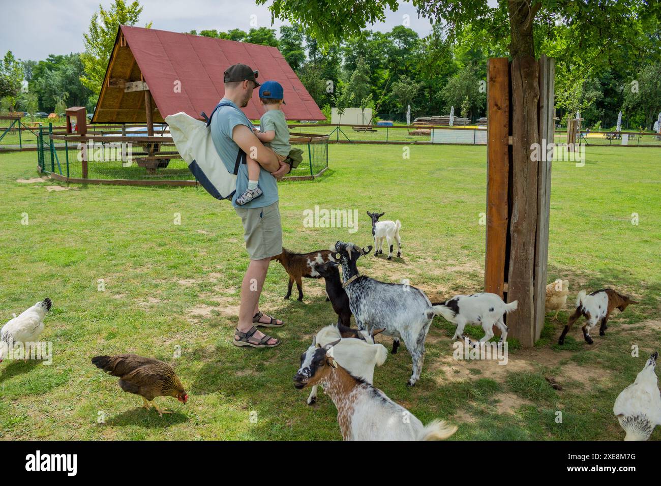 Dad and child interact with goats and hens at the zoo. Contact rural ...