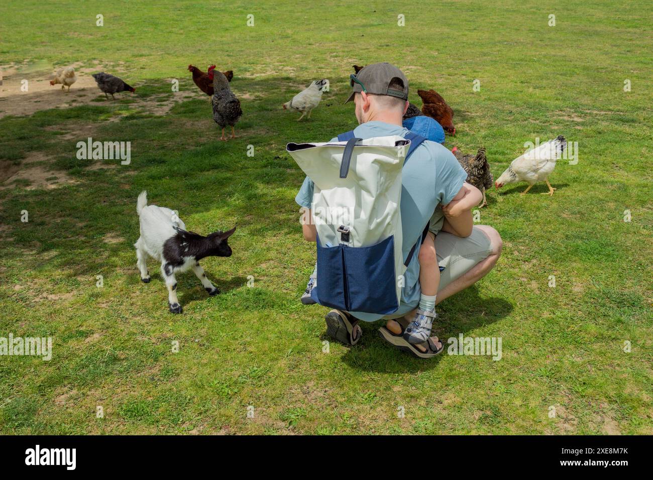 Dad and child interact with goats and hens at the zoo. Contact rural ...