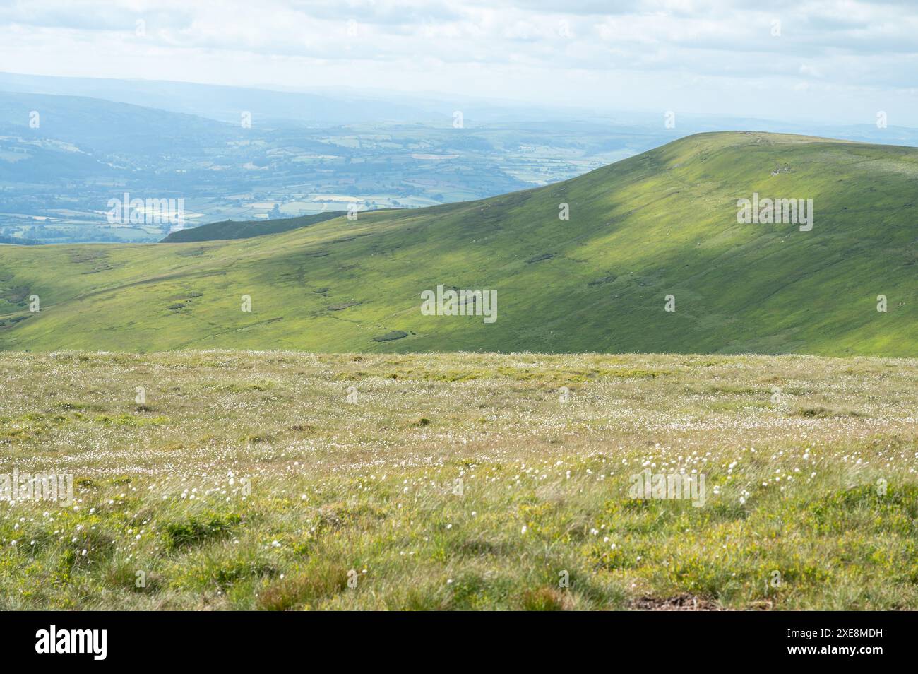Moorland covered in common cottongrass with Y grib in the background ...