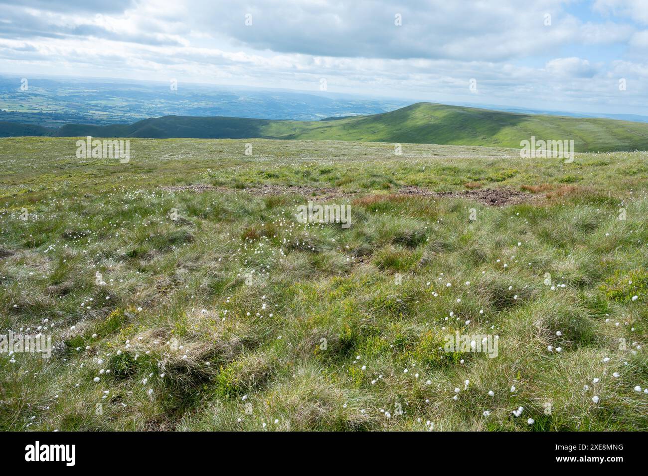 Moorland covered in common cottongrass with Y grib in the background ...