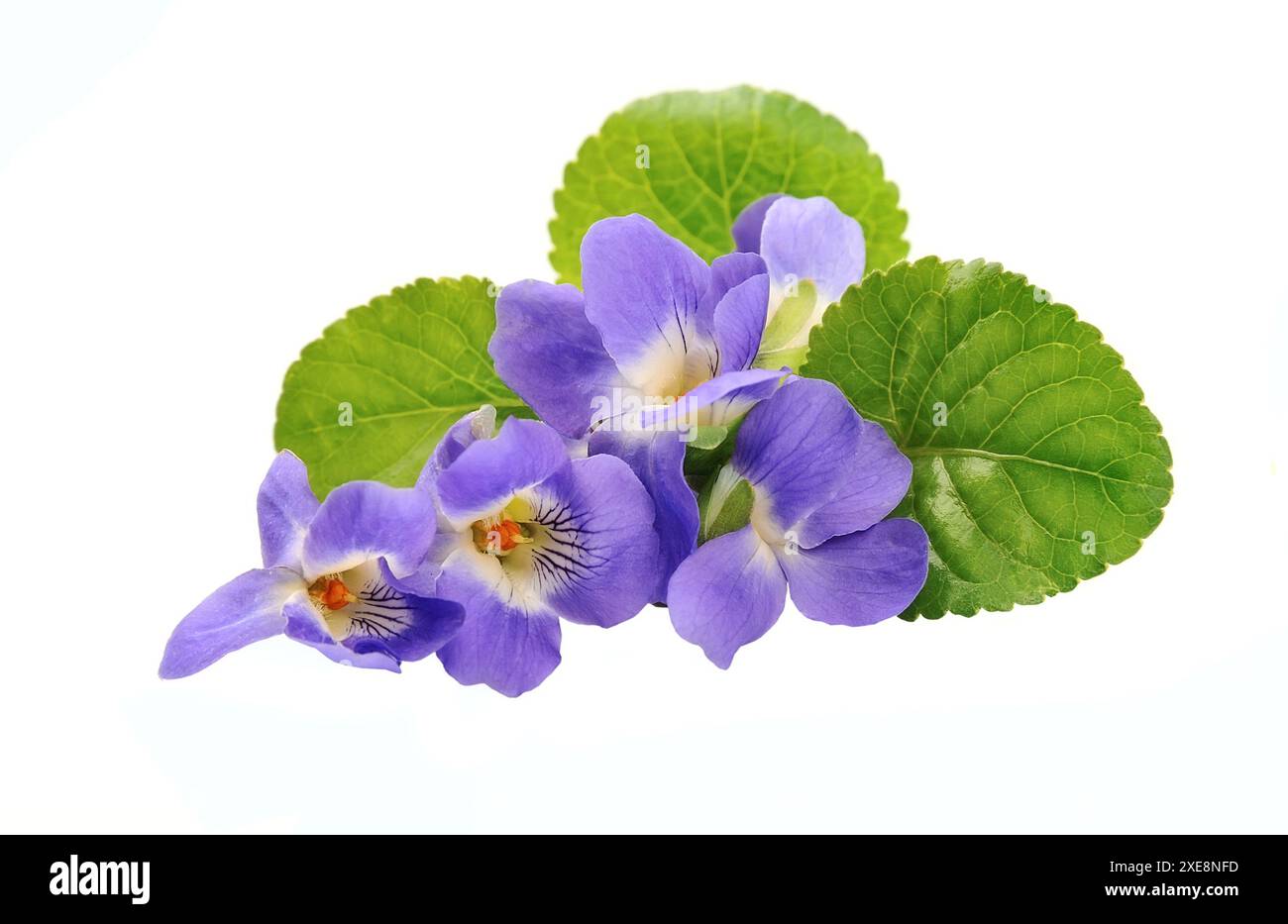 Spring view wild flowers Cut Out Stock Images & Pictures - Alamy