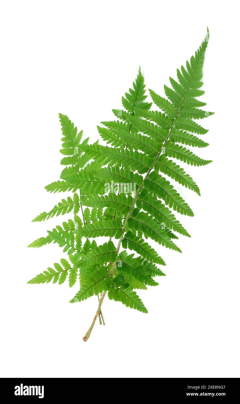 Tropic leaves design Cut Out Stock Images & Pictures - Alamy