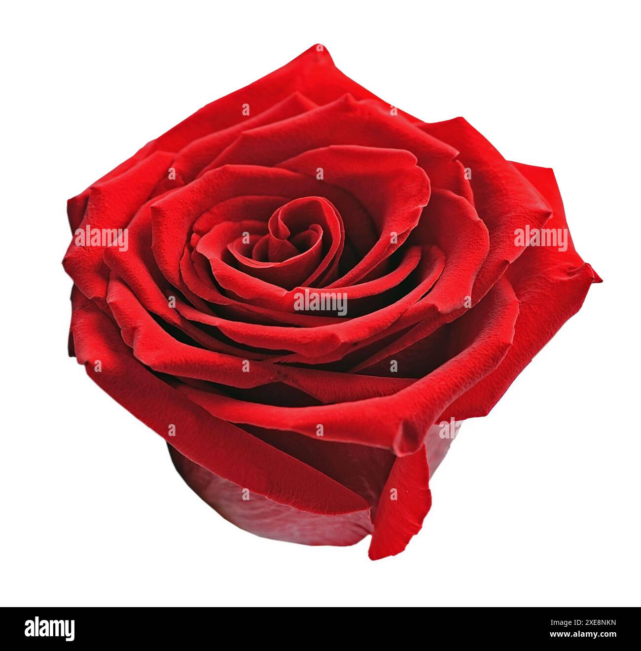 Closeup rose flowers isolated Stock Photo - Alamy