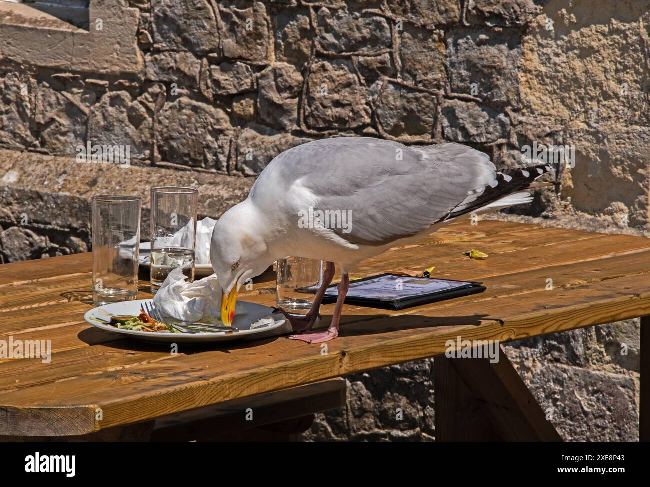 Seagull scavenging leftover lunch Stock Photo - Alamy