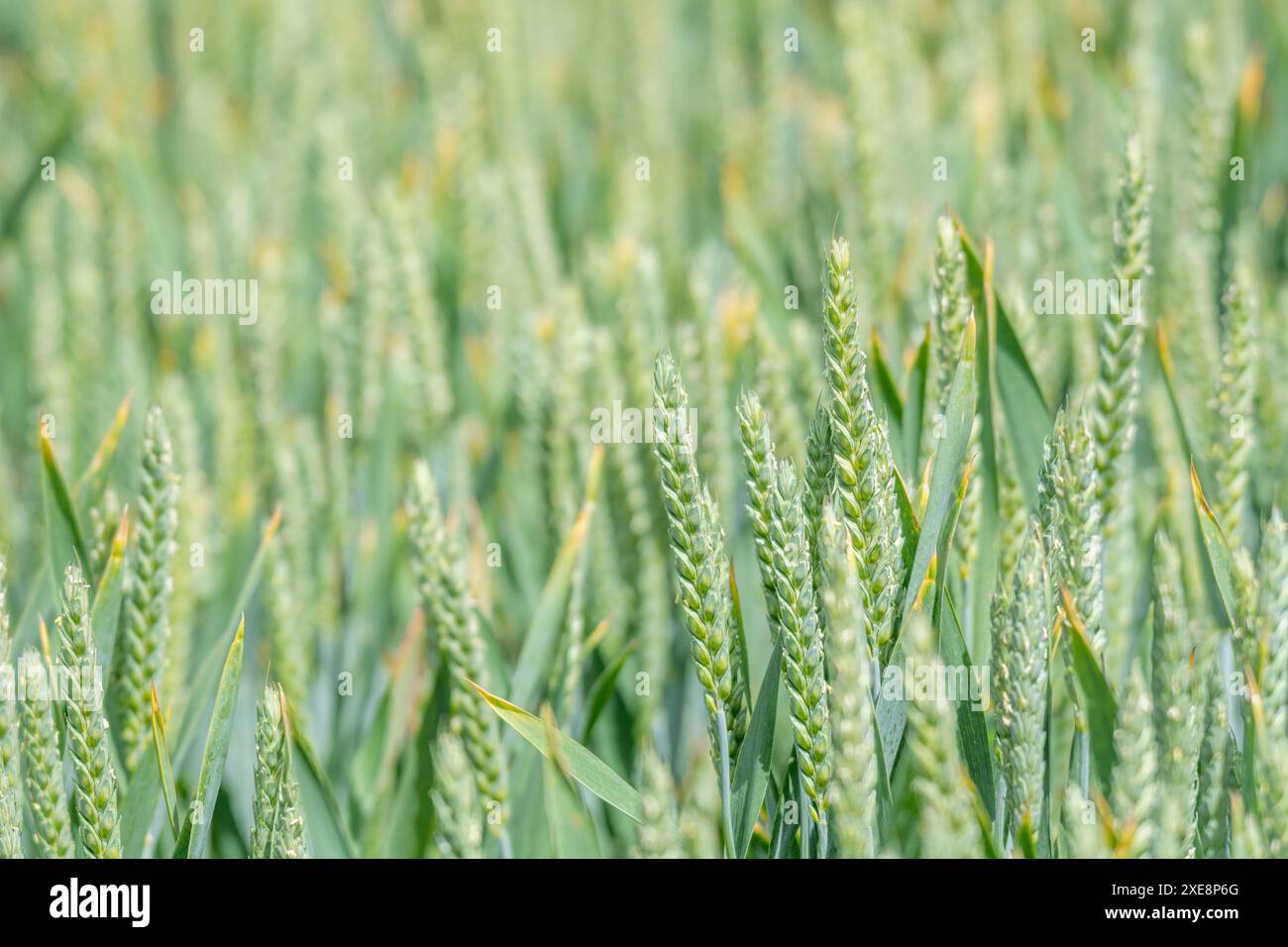 2024 wheat uk hi-res stock photography and images - Alamy